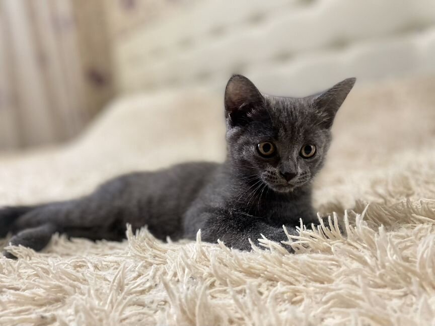 Отдам котенка в добрые руки