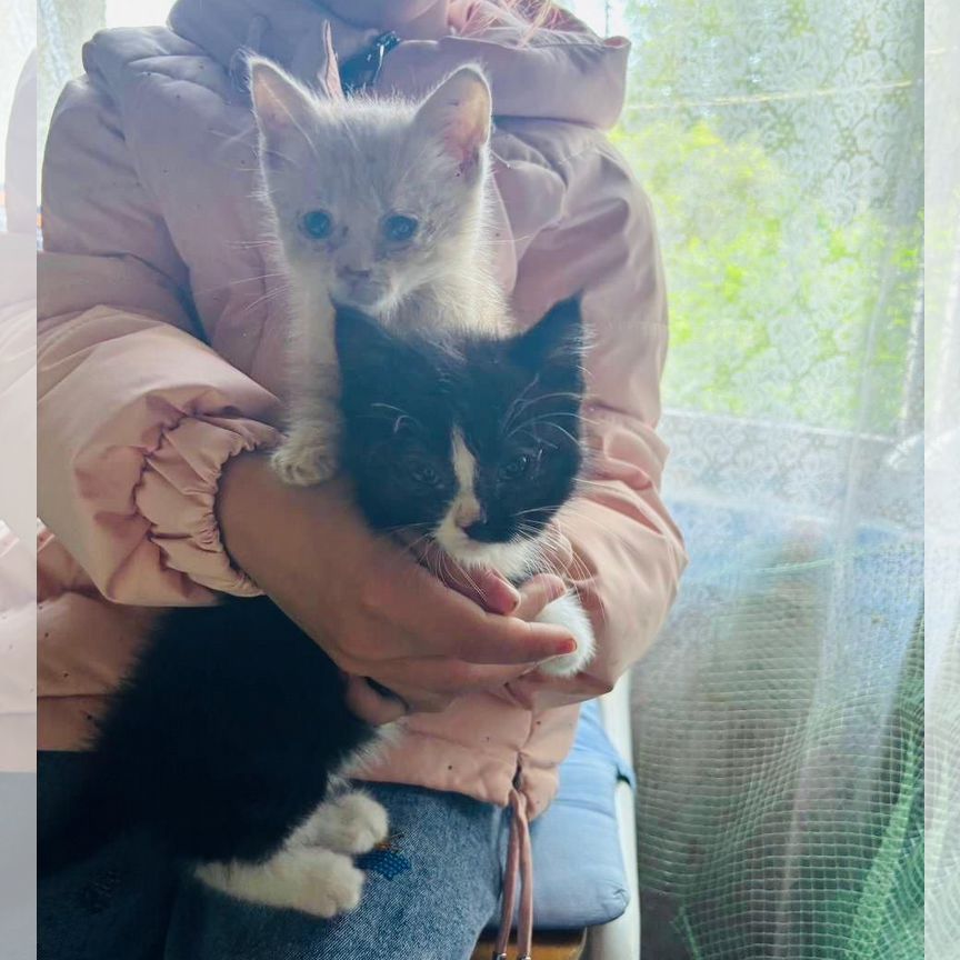 Котята в добрые руки
