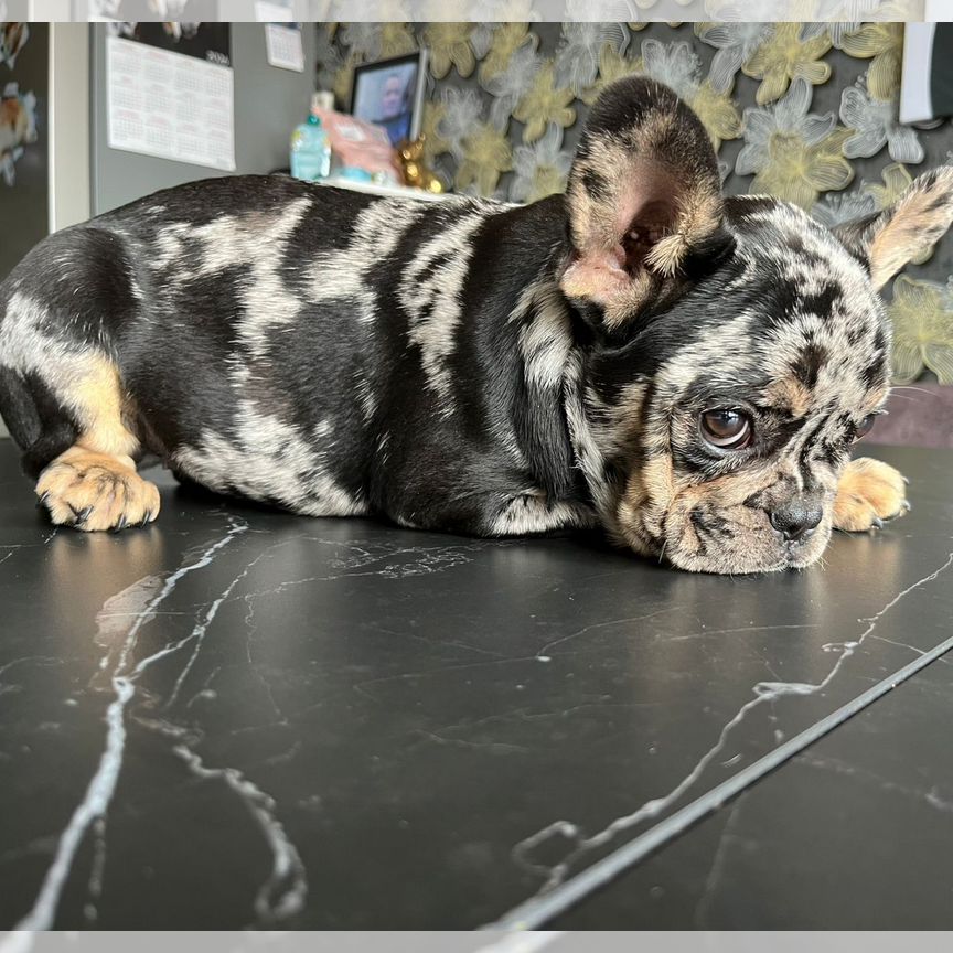 Французский бульдог, щенок