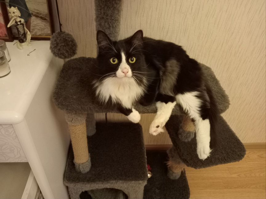 Кошка