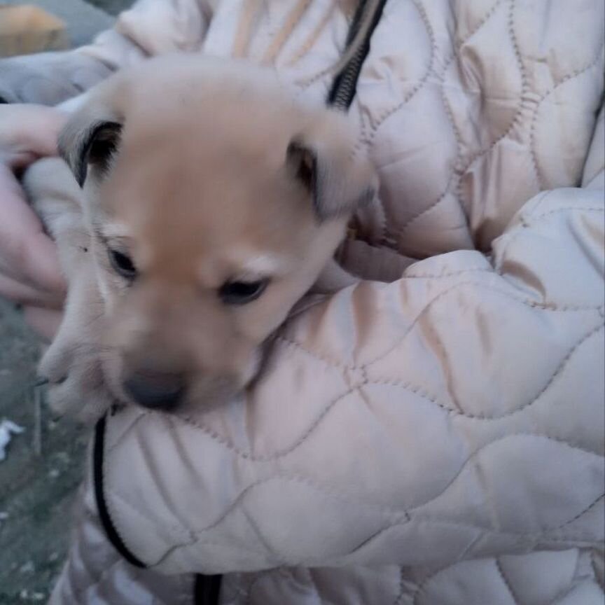 Щенки в добрые руки