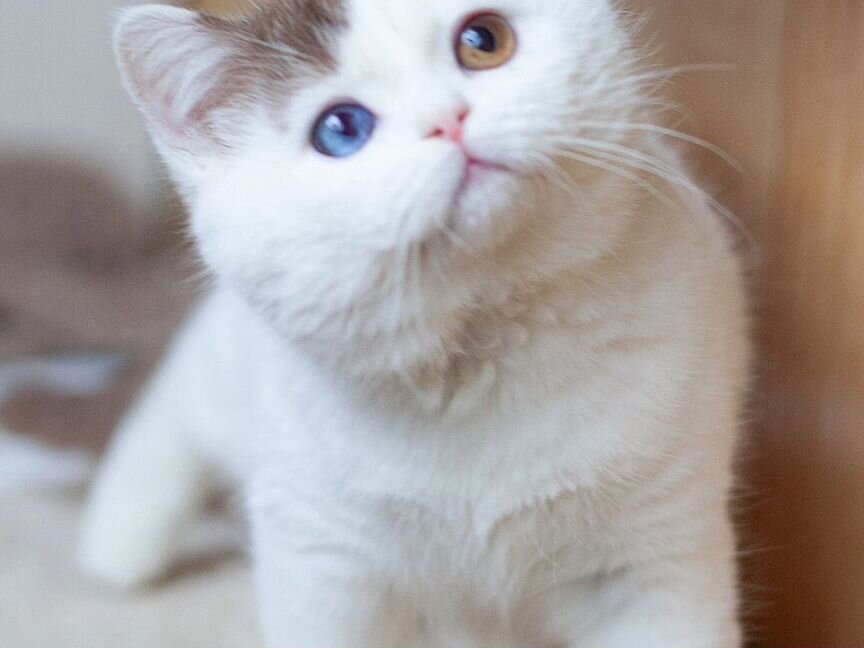 Британская девочка