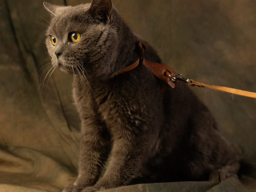 Кот