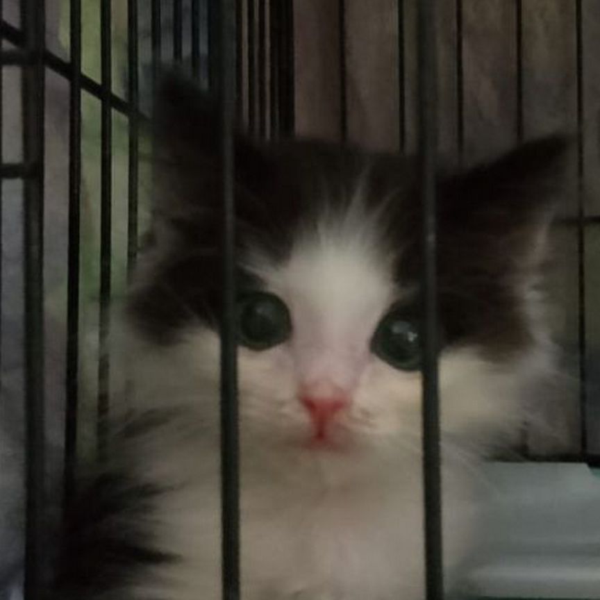 Котёнок в добрые руки