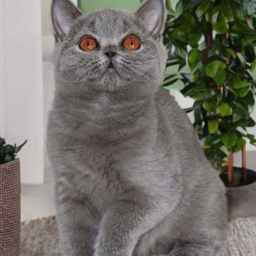 Британские котята