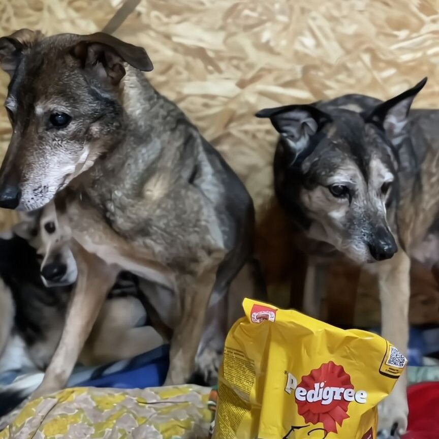 Взрослый пёс в добрые руки