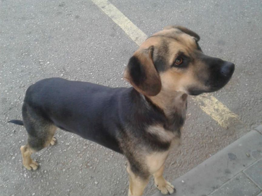 Щенок 7 месяцев мальчик