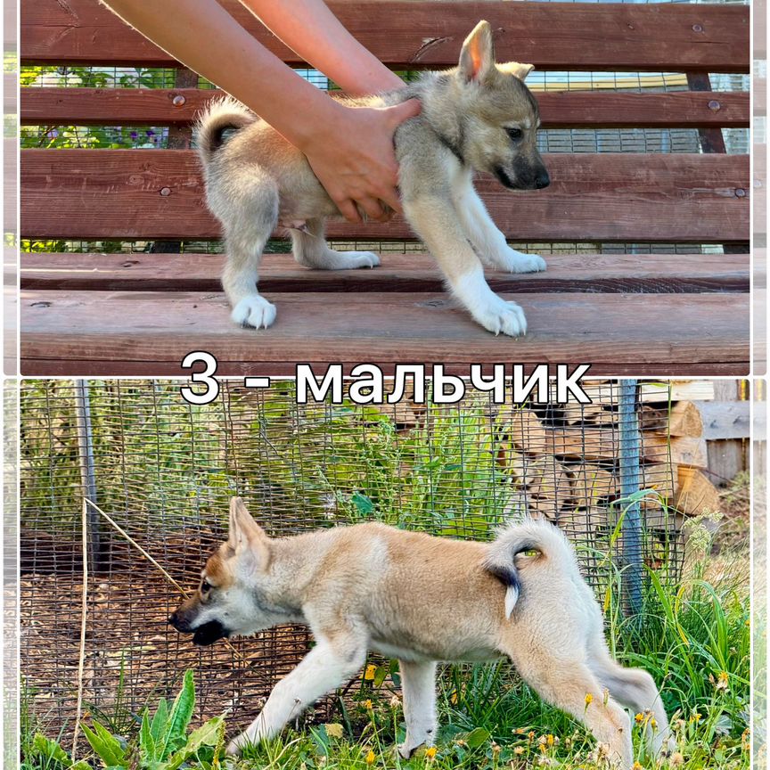 Западносибирская лайка, щенок