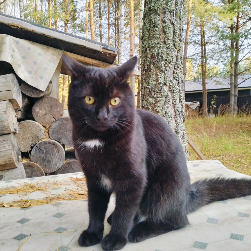 Кот в добрые руки