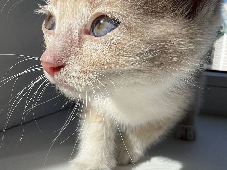 Котенок с красивыми глазами