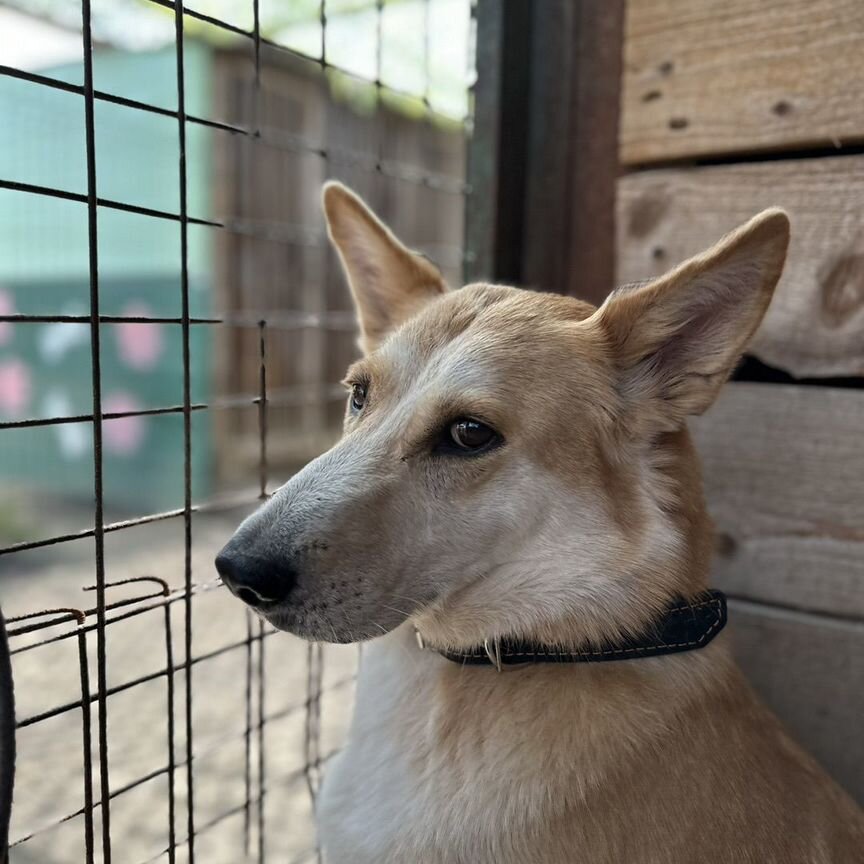Большая корги из приюта ищет дом
