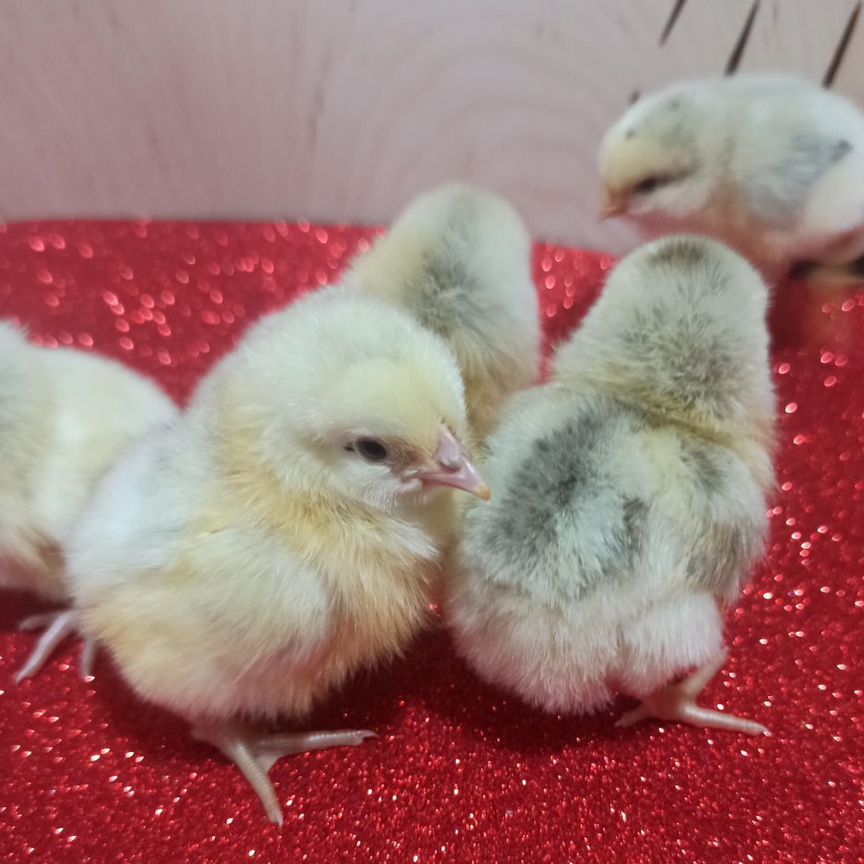 Цыплята барковские