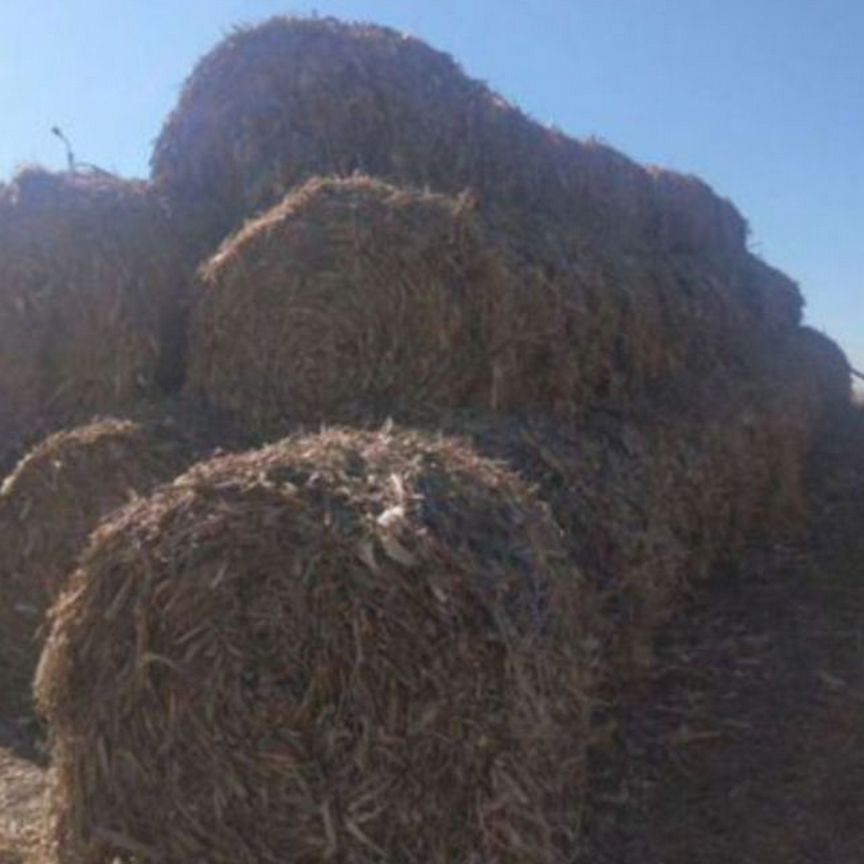 Кукурузное сено в рулонах