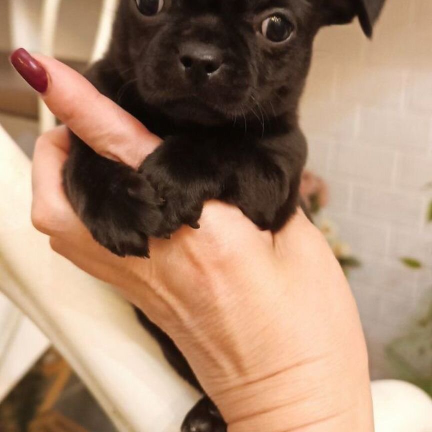 Щенки чихуахуа