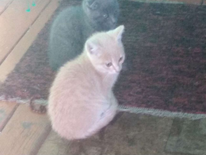 Котенок от вислоухой мамы