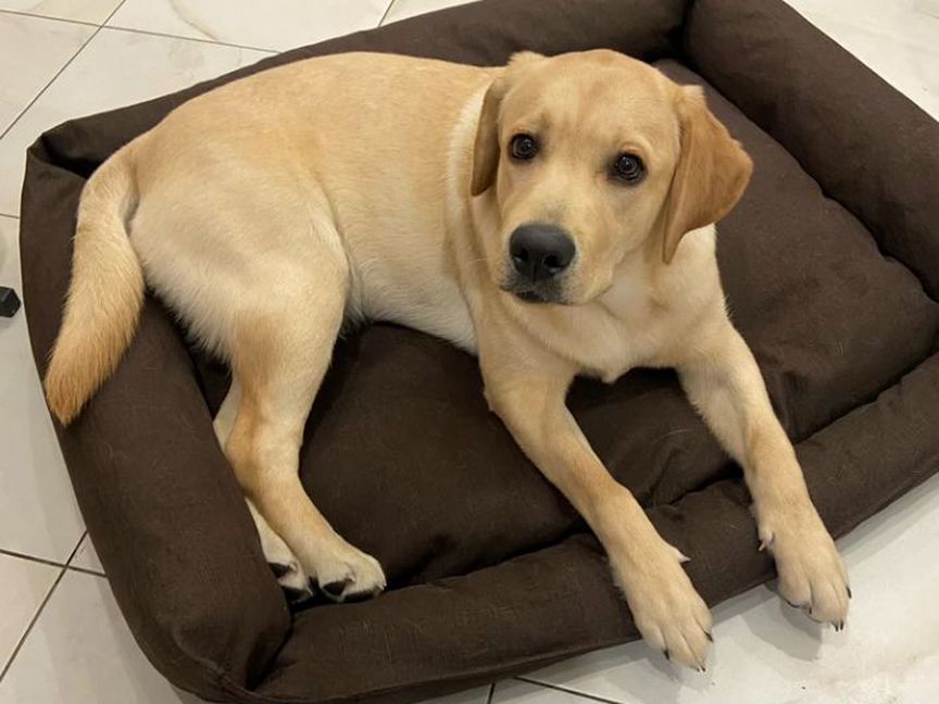 Лежанка для большой собаки + игрушка