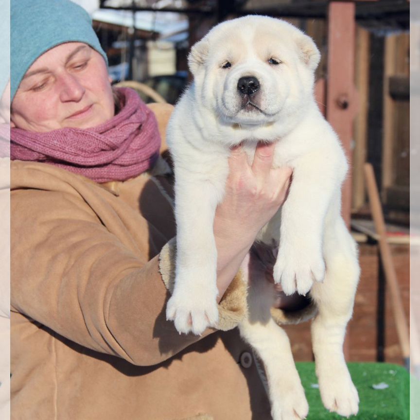 Кобель среднеазиатской овчарки
