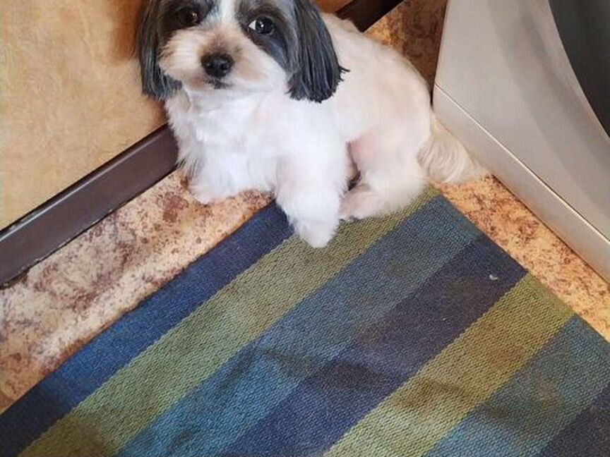 Болонка вязка+Алобай