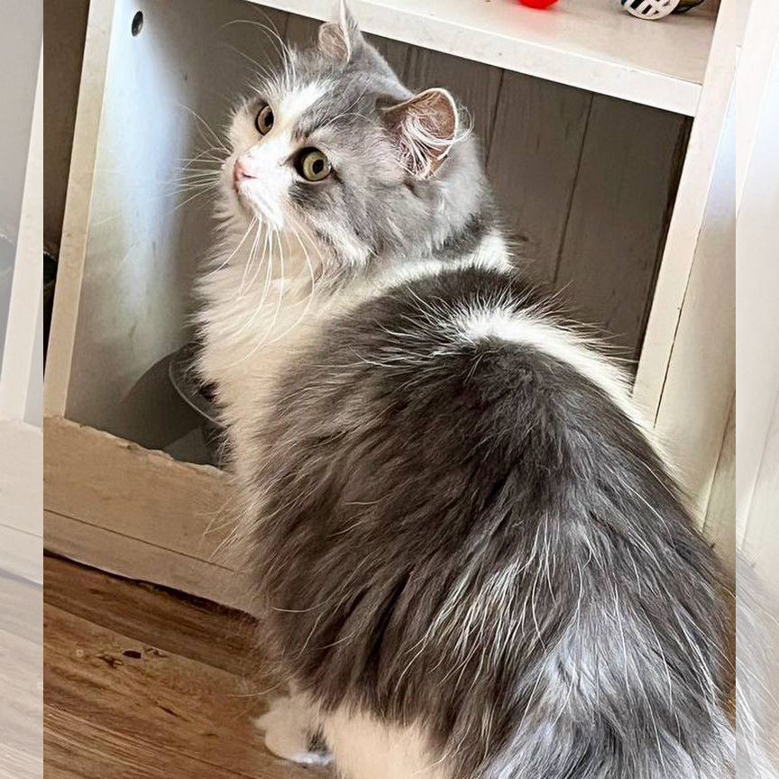 Взрослая, кошка в добрые руки