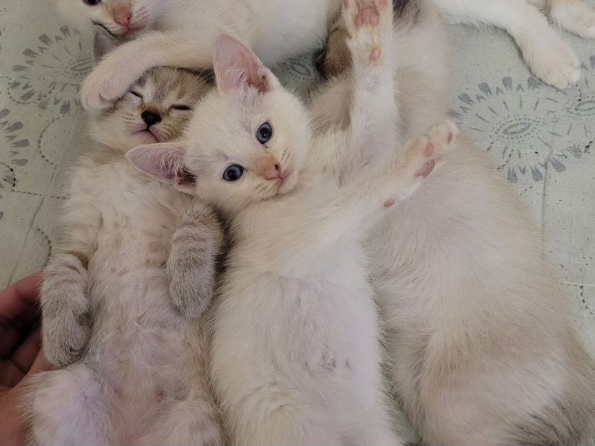 Египетская мау котята,папа тайский