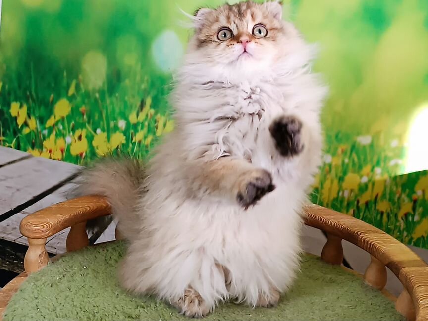 Шотландская вислоухая длинношерстная