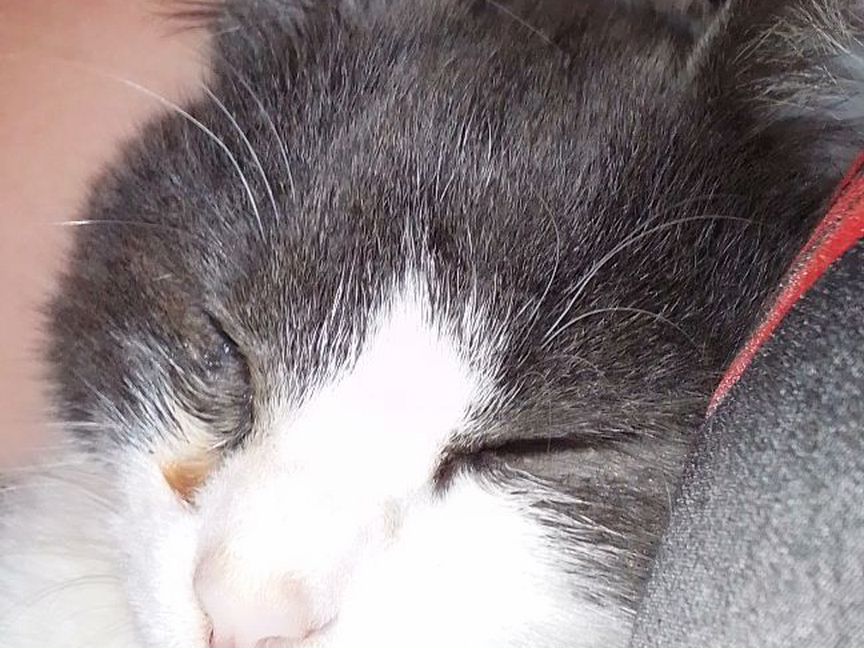 Кошка супер друг