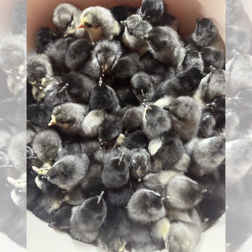 Суточные петушки