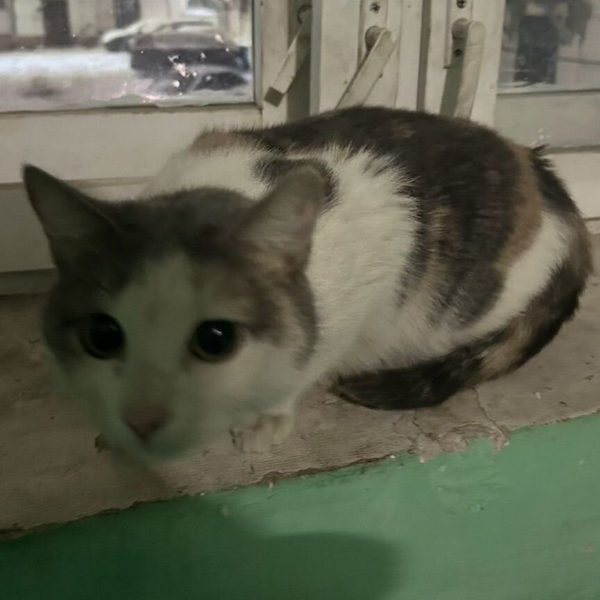 Кошечка ищет дом