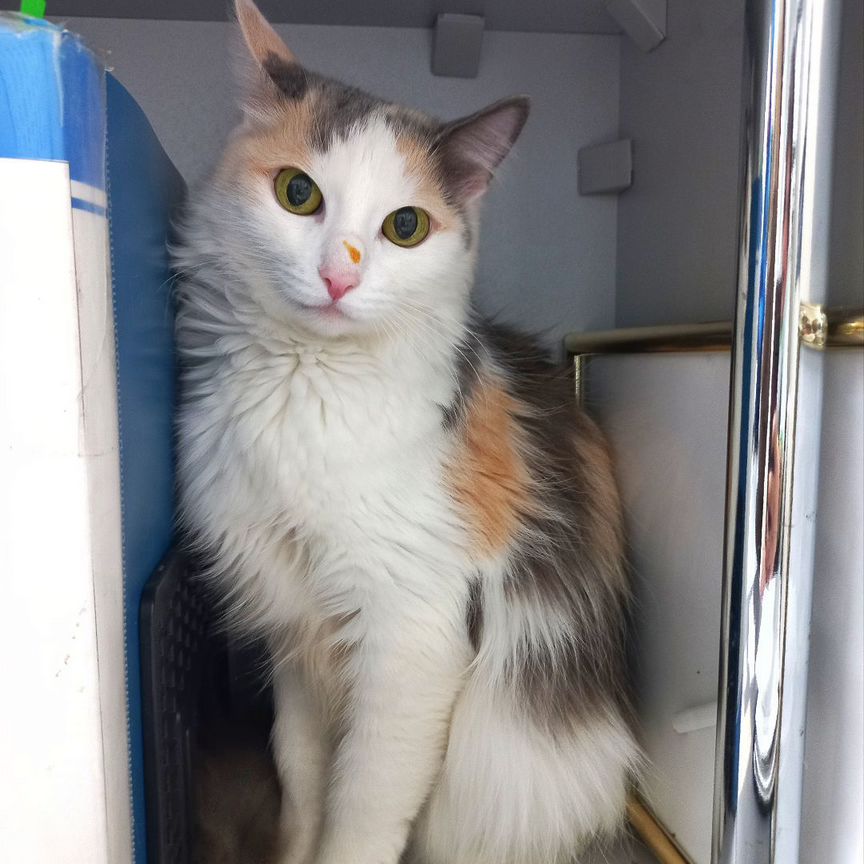 Кошечка на удачу