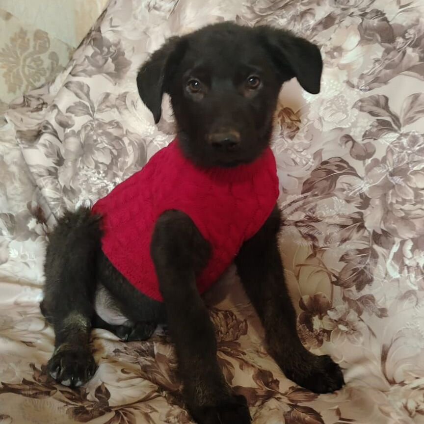 Мальчик 2,5 мес