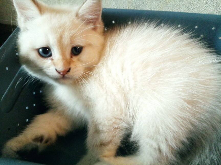 Котёнок, мальчик