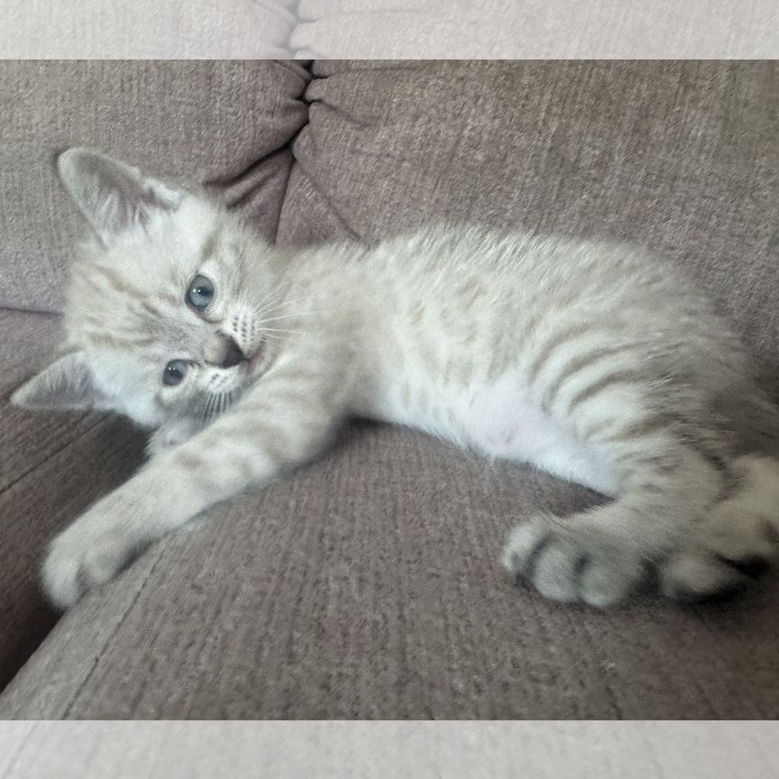 Котёнок от частного владельца