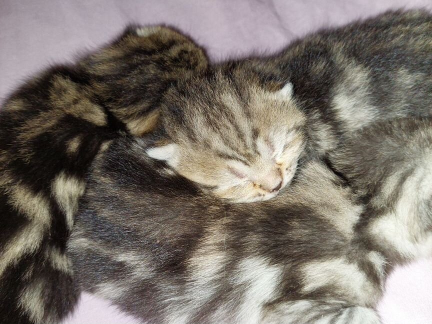Шатладские котята