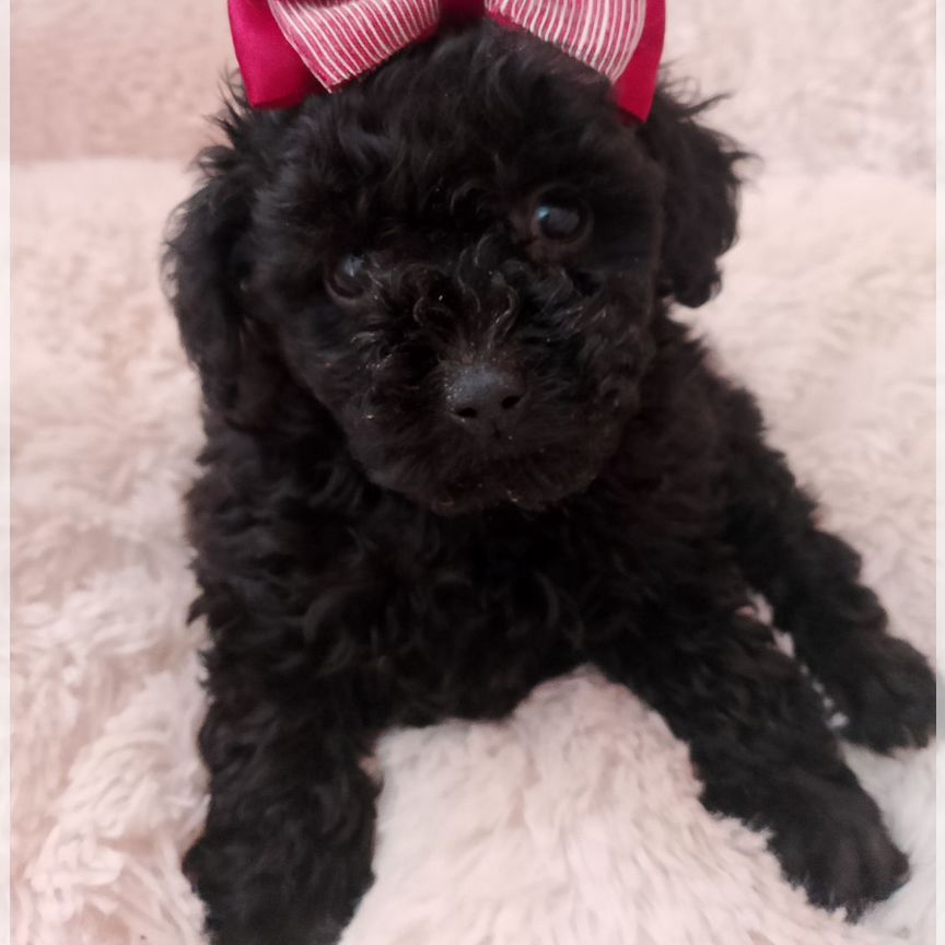 Карликовый пудель, щенок