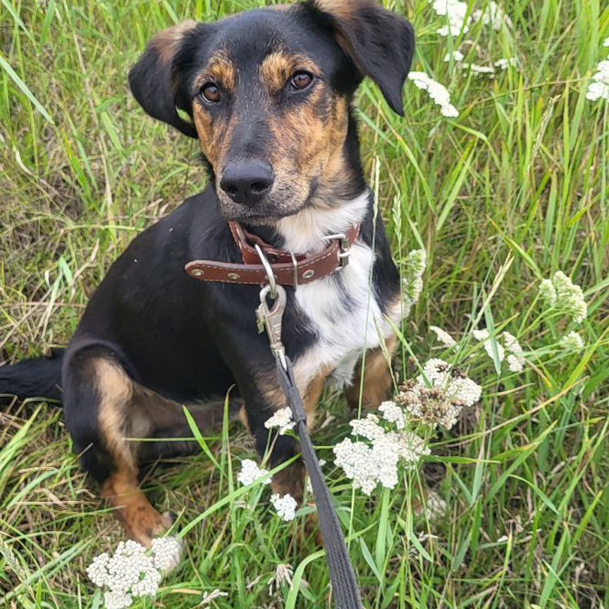 Щенок в добрые руки бесплатно мальчик