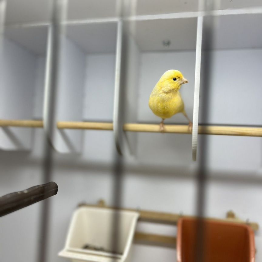 Канарейка самка