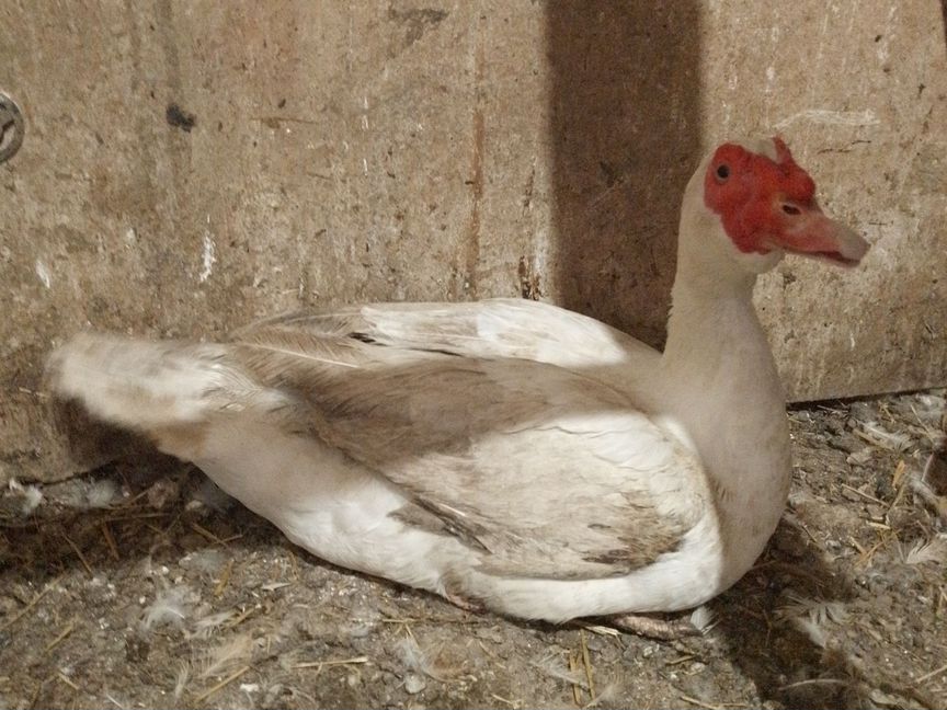 Индоутки, селезни