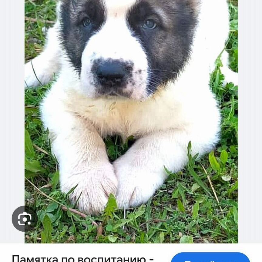 Среднеазиатская овчарка