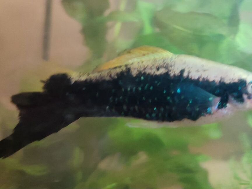 Меченосец самец