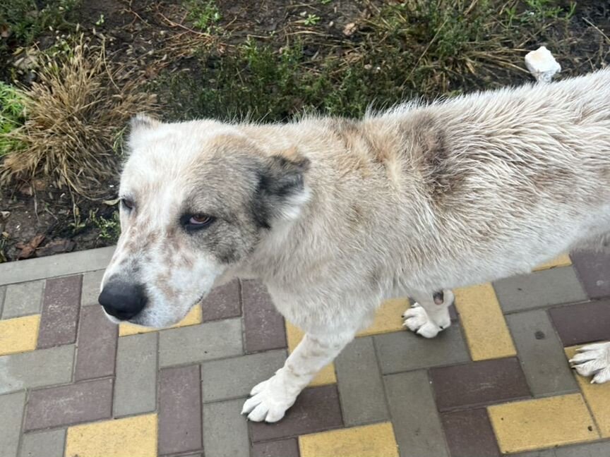 Собака алабай