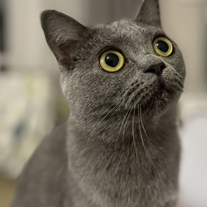 Шотландская прямоухая кошка