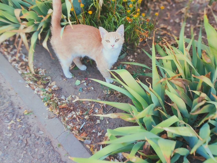 Персиковый девочка Надёжным Хозяевам
