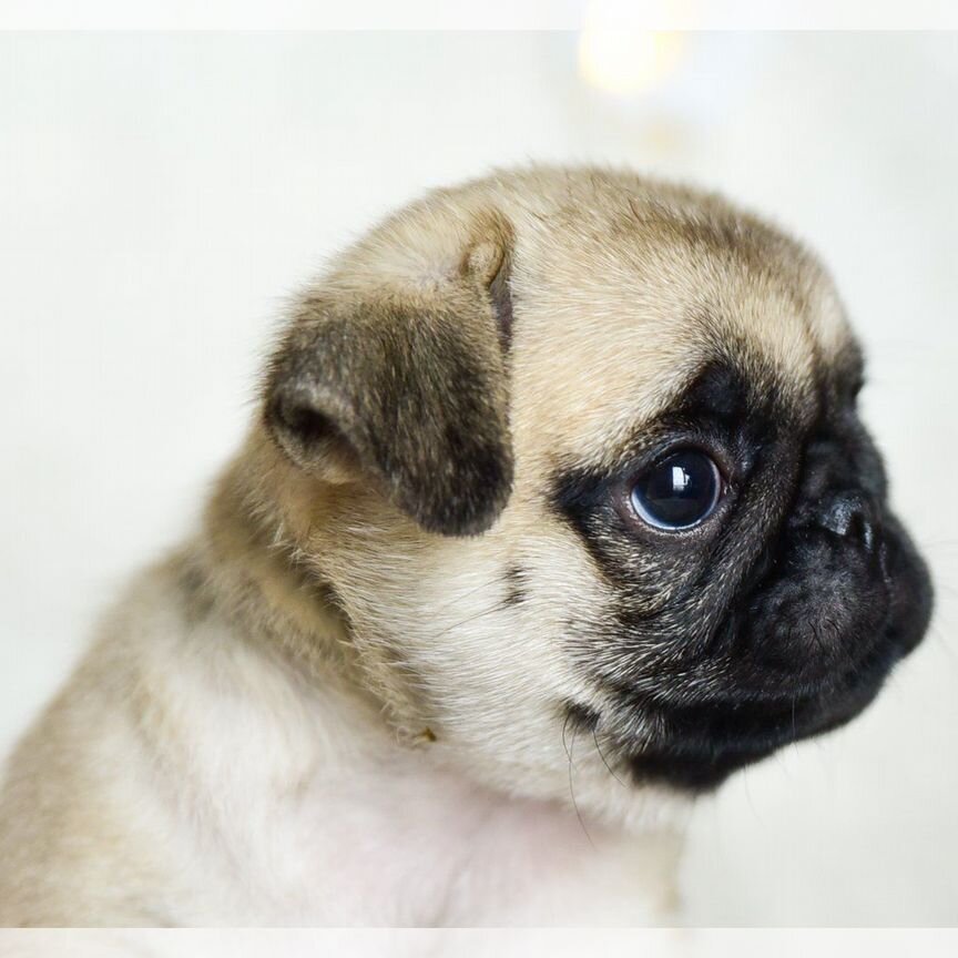 Мопс, щенок