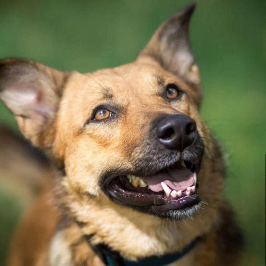 Взрослая собака в добрые руки