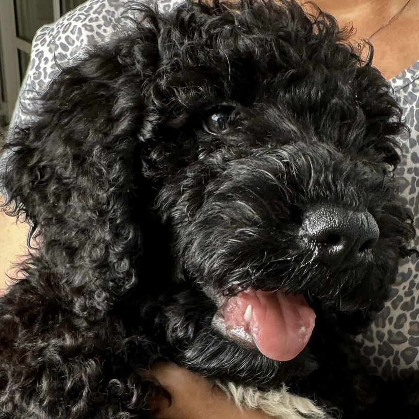 Испанская водяная