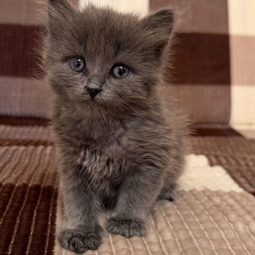 Британский короткошёрстный котёнок