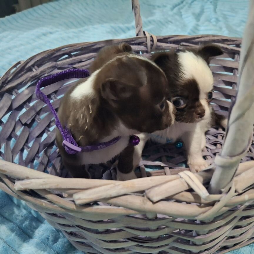 Чихуахуа, щенок