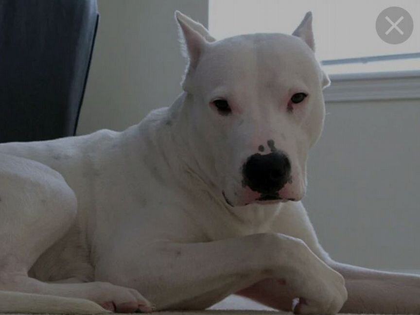 Стаффордширский терьер