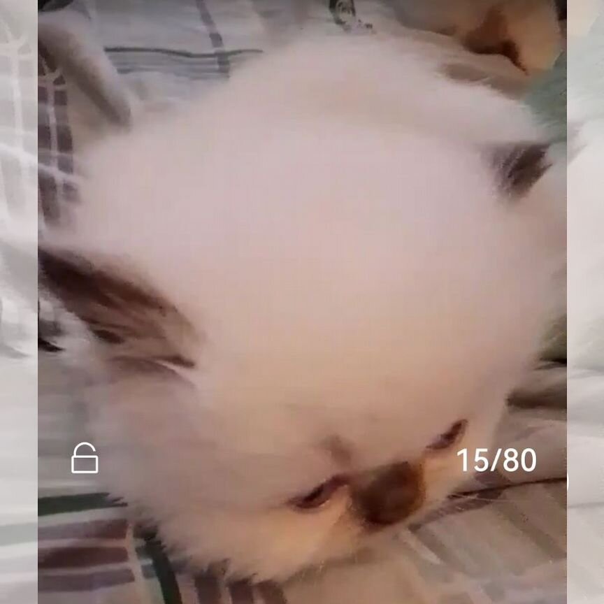 Экзотический короткошёрстный котёнок