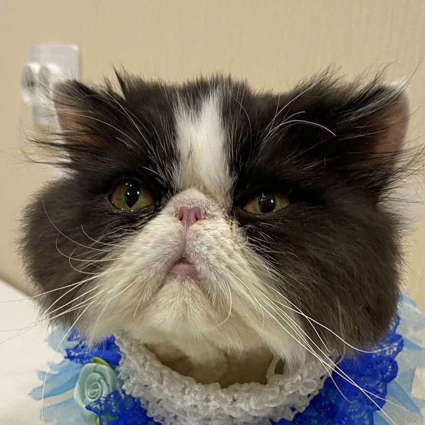 Персидский кот